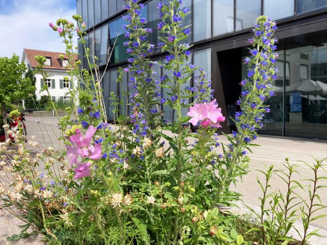 Gemeinde Reinach BL - Startseite